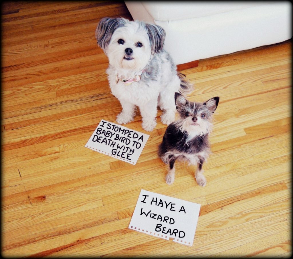 25 Hilarious Animal Shaming Photos That Will Make You Hug Your Pet ...