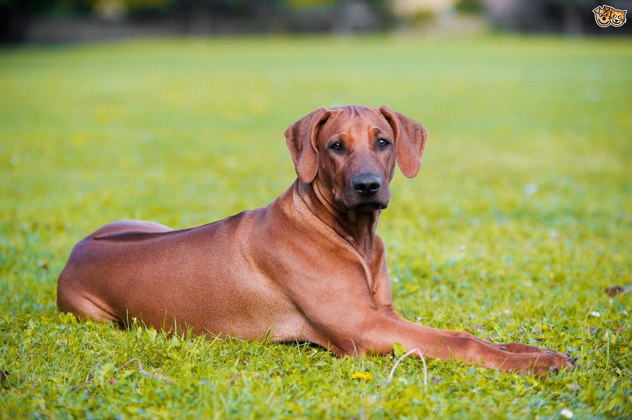 The 10 Most Beautiful Dog Breeds • Linkiest