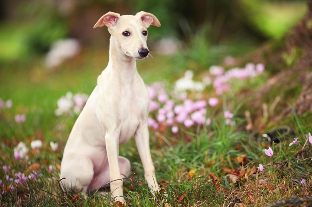 The 10 Most Beautiful Dog Breeds • Linkiest