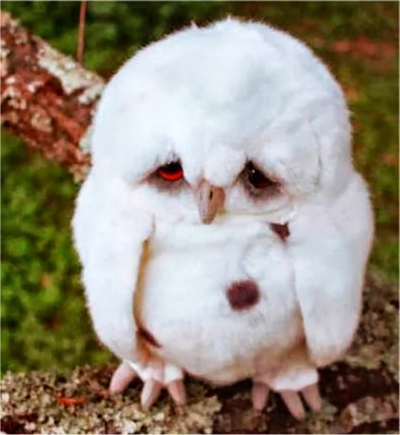 20 Hilarious Pics of Sadness • Linkiest