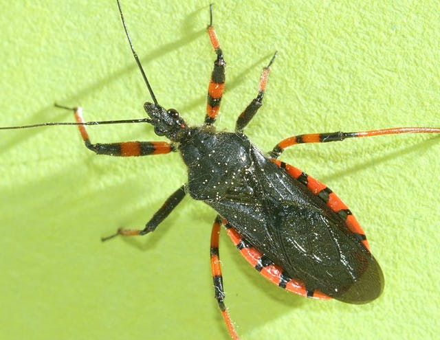The 10 Most Dangerous Insects on Earth • Linkiest